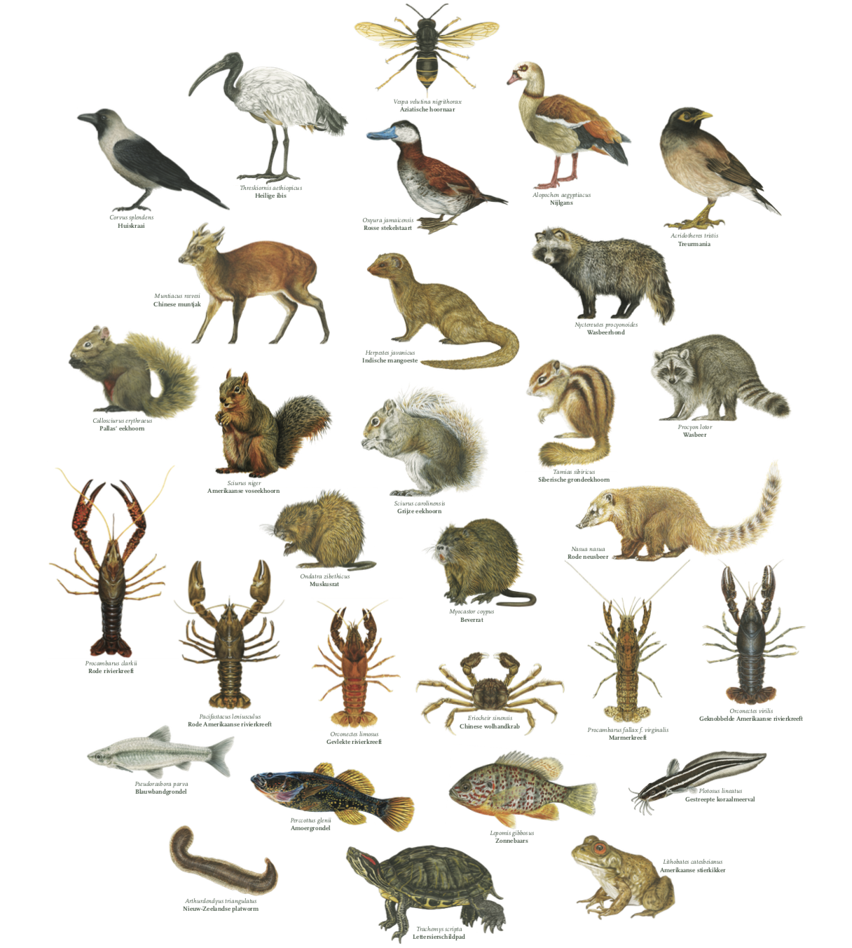 Belgian Biodiversity Platform : Soorten